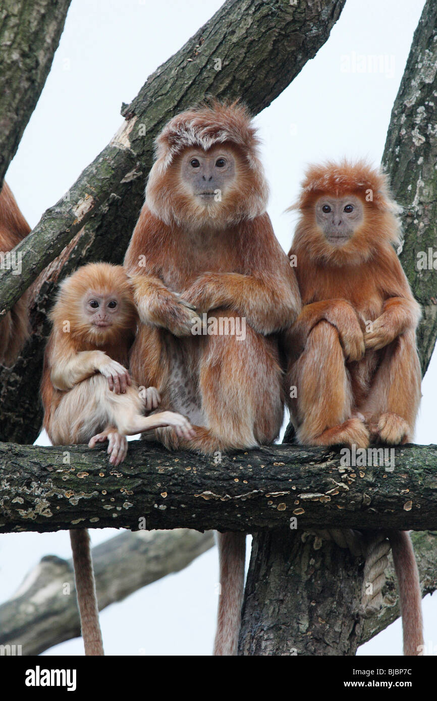 Ebony Leaf Monkey / Javan Langur (Prebytis auratus), adult and 2 young ...