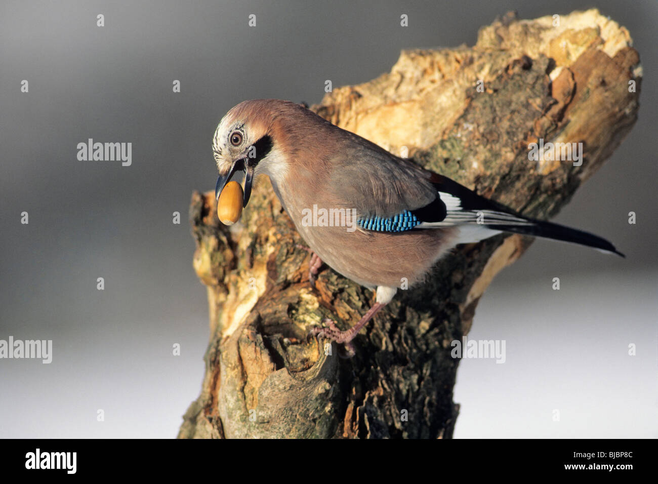 Jays with acorns hi-res stock photography and images - Alamy