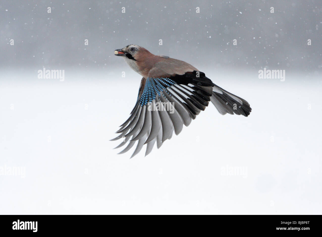 European jay in flight hi-res stock photography and images - Alamy
