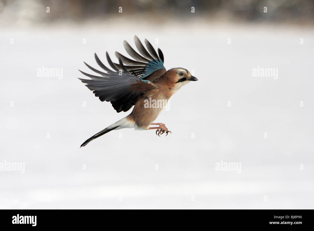 European jay in flight hi-res stock photography and images - Alamy