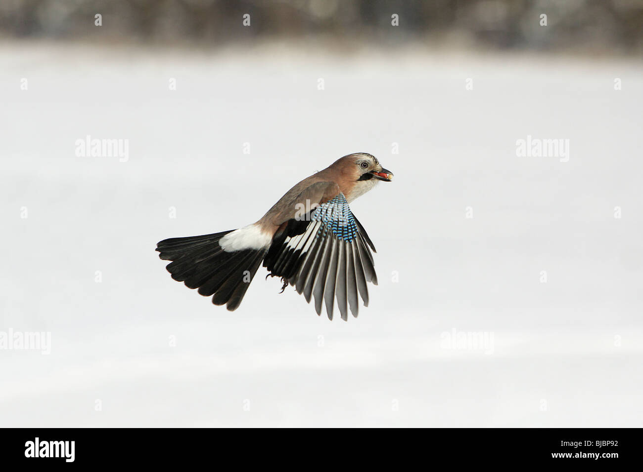 European Jay (Garrulus glandarius) - in flight, with food in beak ...
