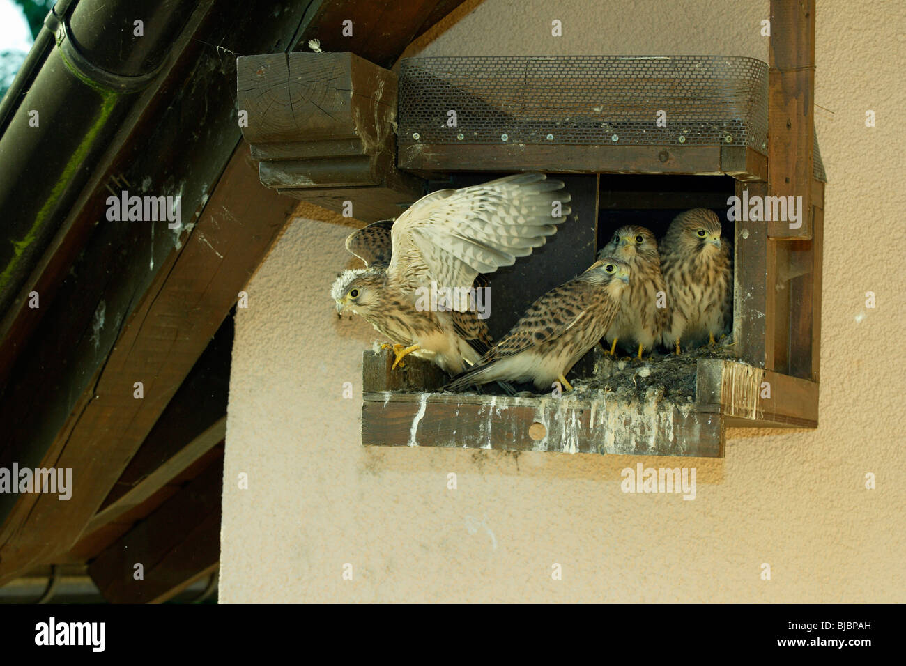 Kestrel (Falco tinnunculus), four fledglings at nest box, Germany Stock ...