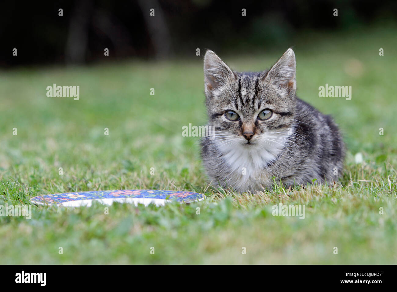 Cats waiting for food hi-res stock photography and images - Alamy