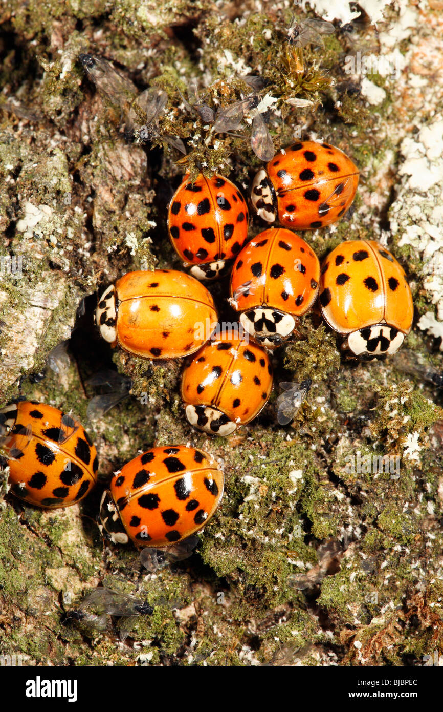 Harlequin ladybirds hi-res stock photography and images - Alamy