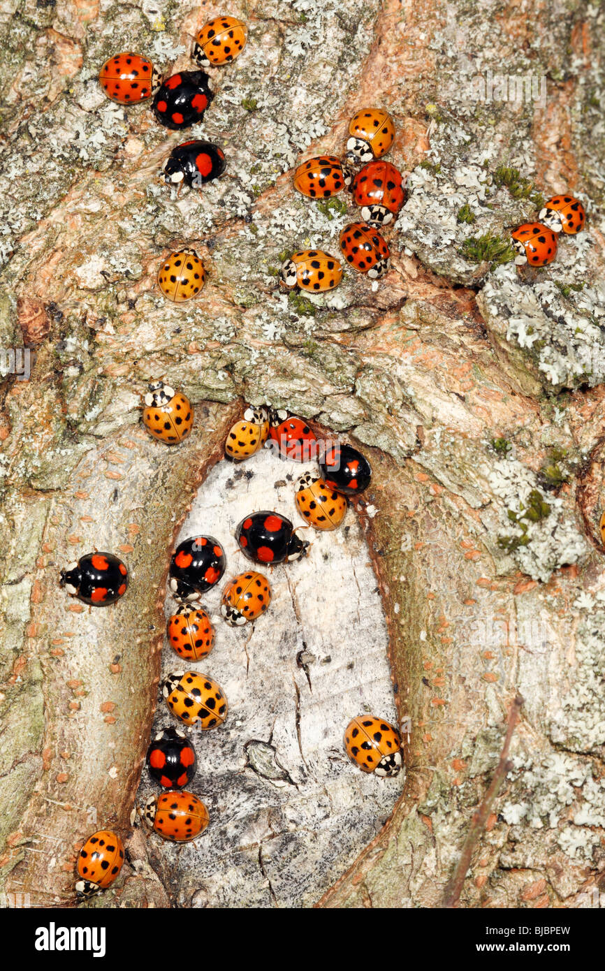 Ladybirds hi-res stock photography and images - Alamy