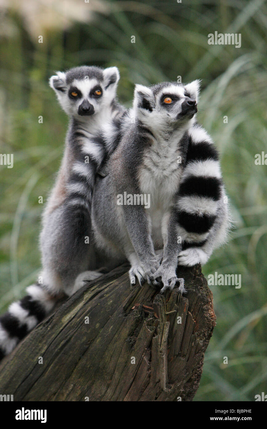 Ring-tailed Lemur (Lemur catta), 2 animals on alert Stock Photo - Alamy