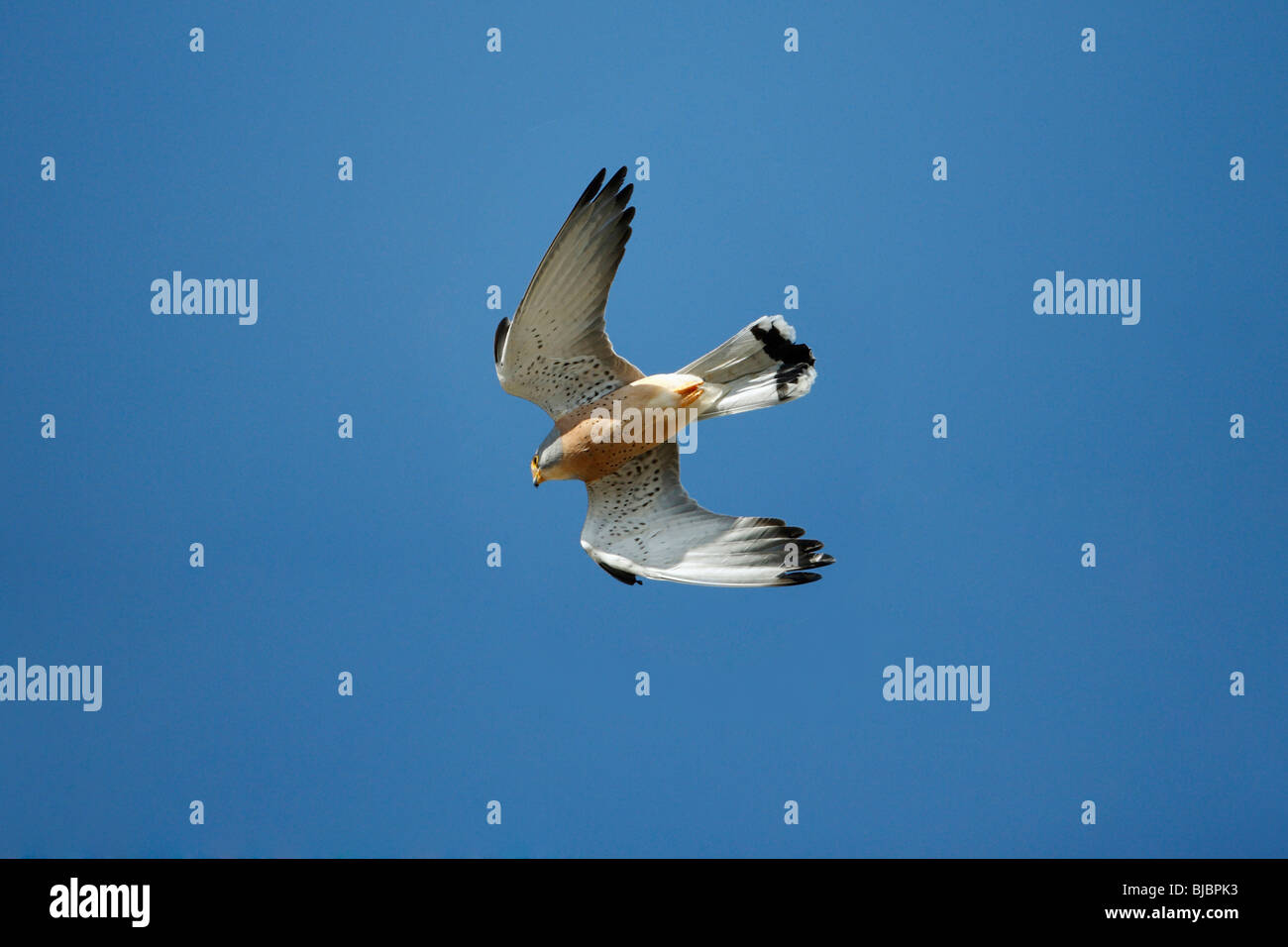 Male kestrel in flight hi-res stock photography and images - Alamy