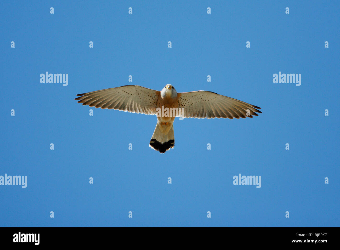 Lesser Kestrel (Falco naumanni), male in flight, Extremadura, Spain ...