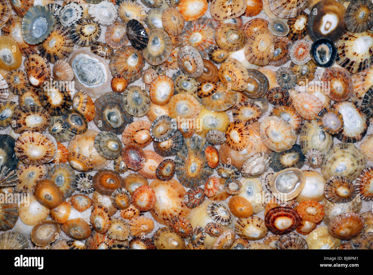 Common sea shells hi-res stock photography and images - Alamy