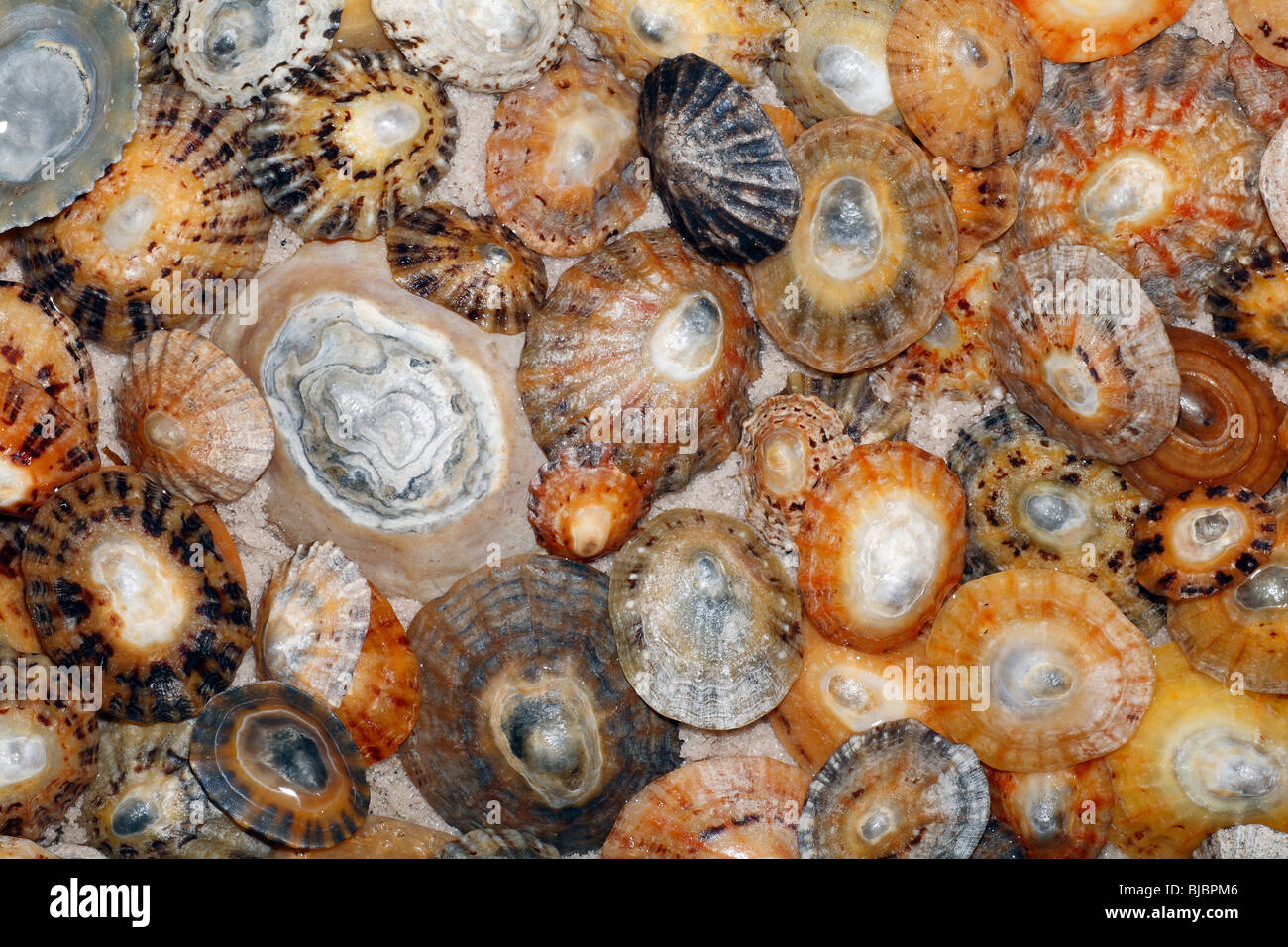 Limpet shells hi-res stock photography and images - Alamy