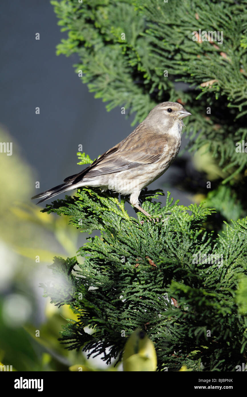 Female linnet hi-res stock photography and images - Alamy