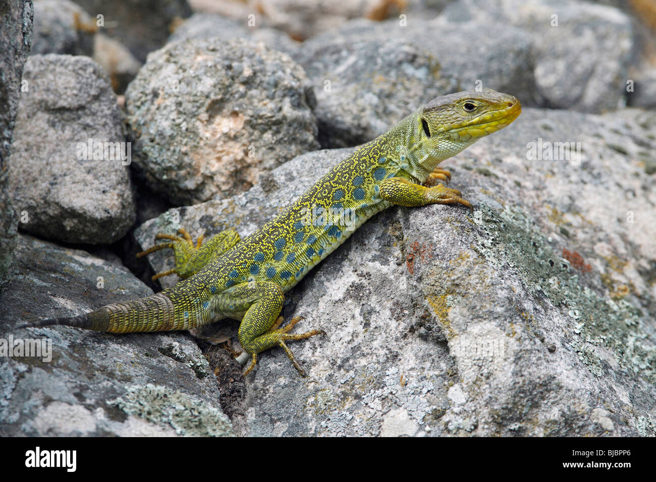 Lizard portugal hi-res stock photography and images - Alamy