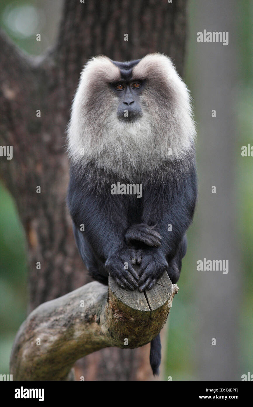 Male macaque hi-res stock photography and images - Alamy