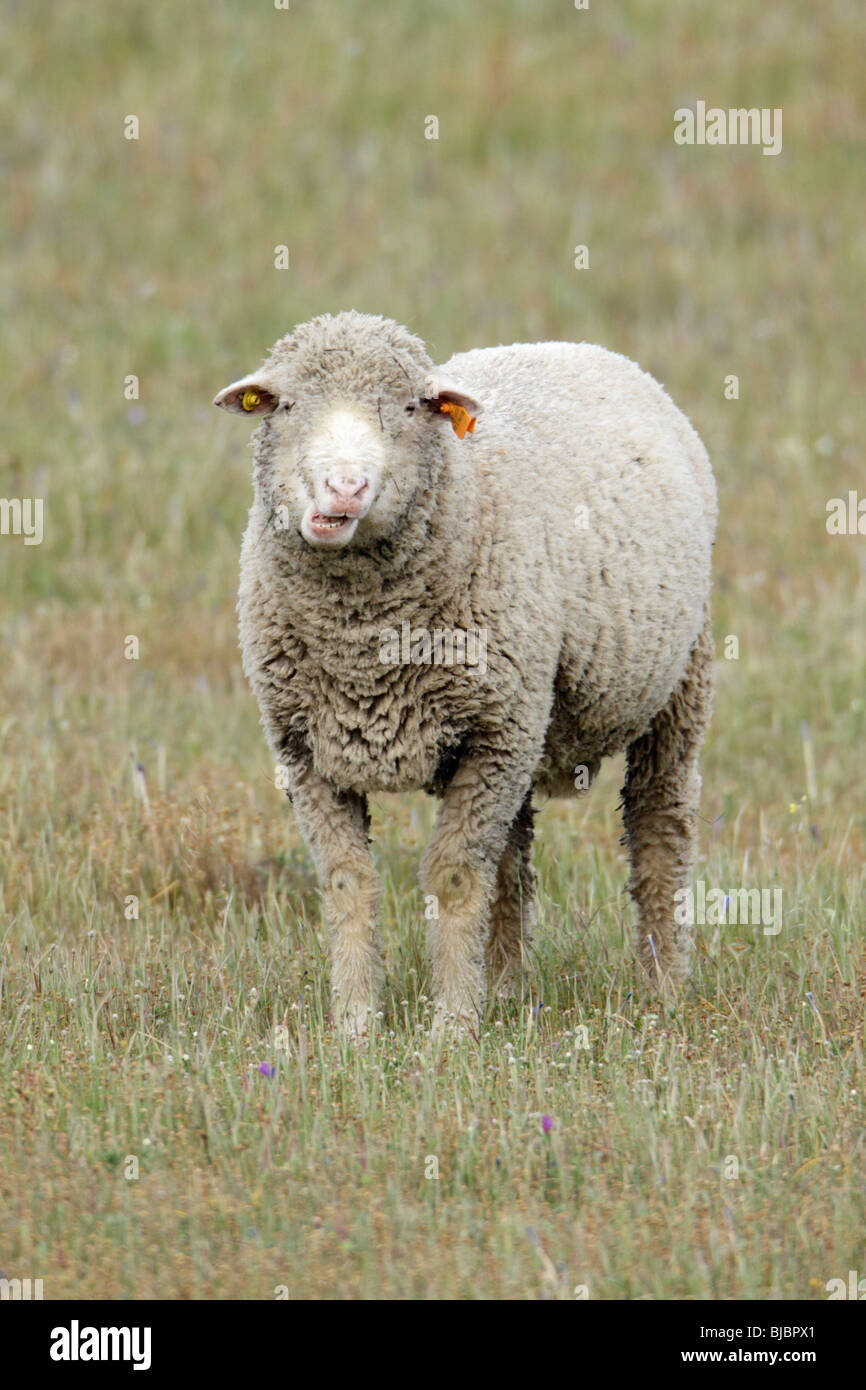 Merino Sheep (Ovus ammon aries), on meadow, Portugal Stock Photo - Alamy