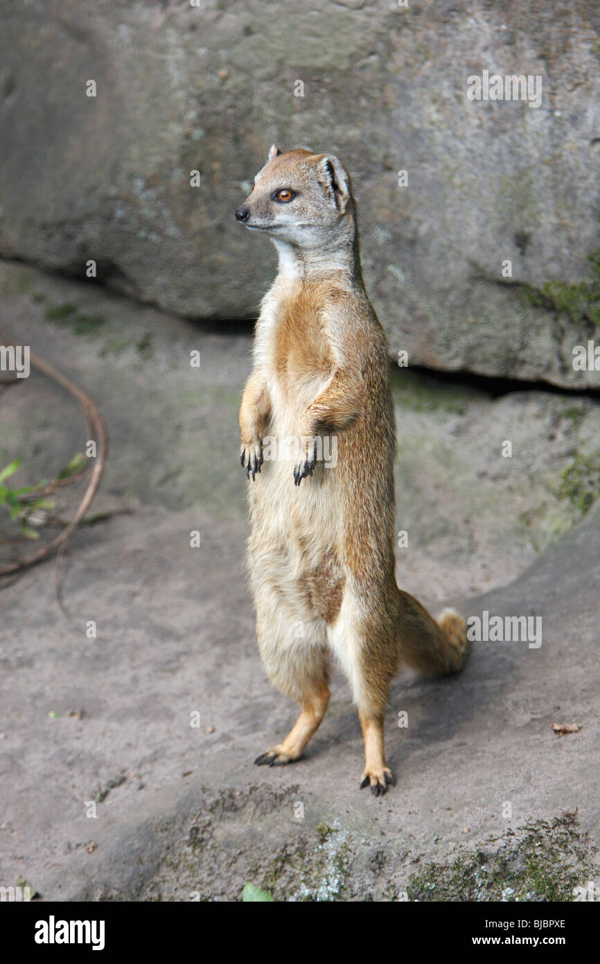 Yellow Mongoose (Cynictis penicillata), standing upright alert ...