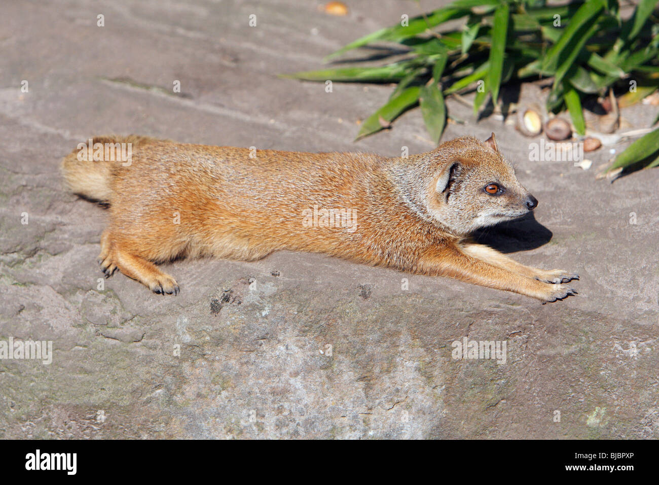 Yellow Mongoose (Cynictis penicillata), sunbathing, distribution ...