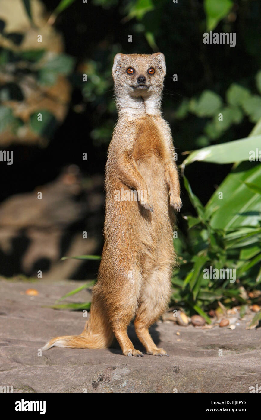 Yellow Mongoose (Cynictis penicillata), standing upright alert ...