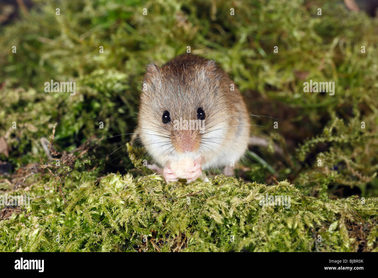 Harvest Mouse (Micromys minutus), feeding on nut Stock Photo - Alamy