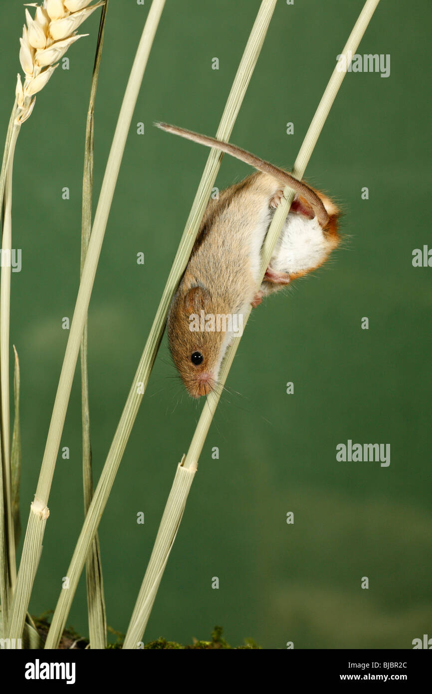Harvest Mouse (Micromys minutus), climbing using prehensile tail ...