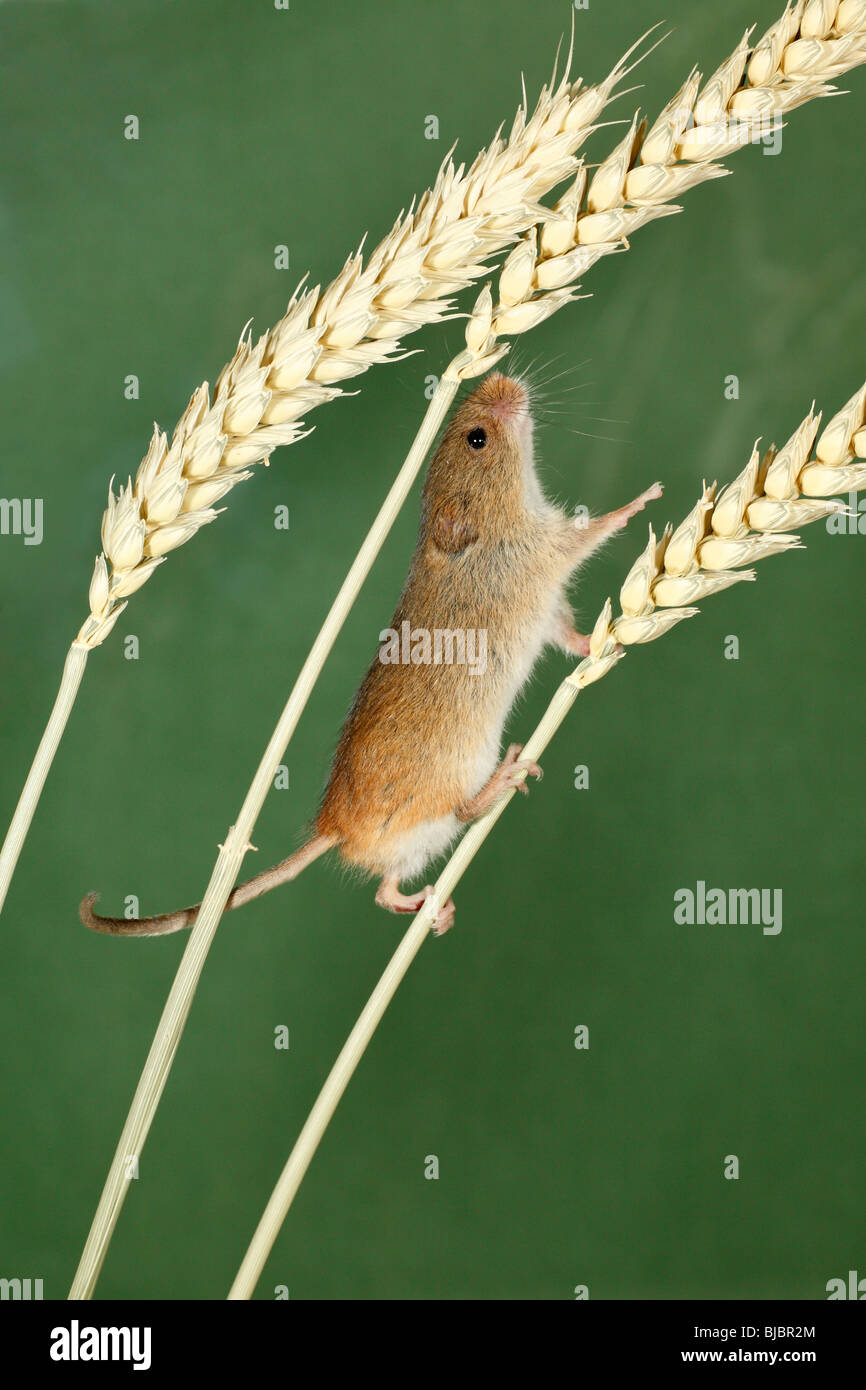 Harvest Mouse (Micromys minutus), climbing using prehensile tail ...