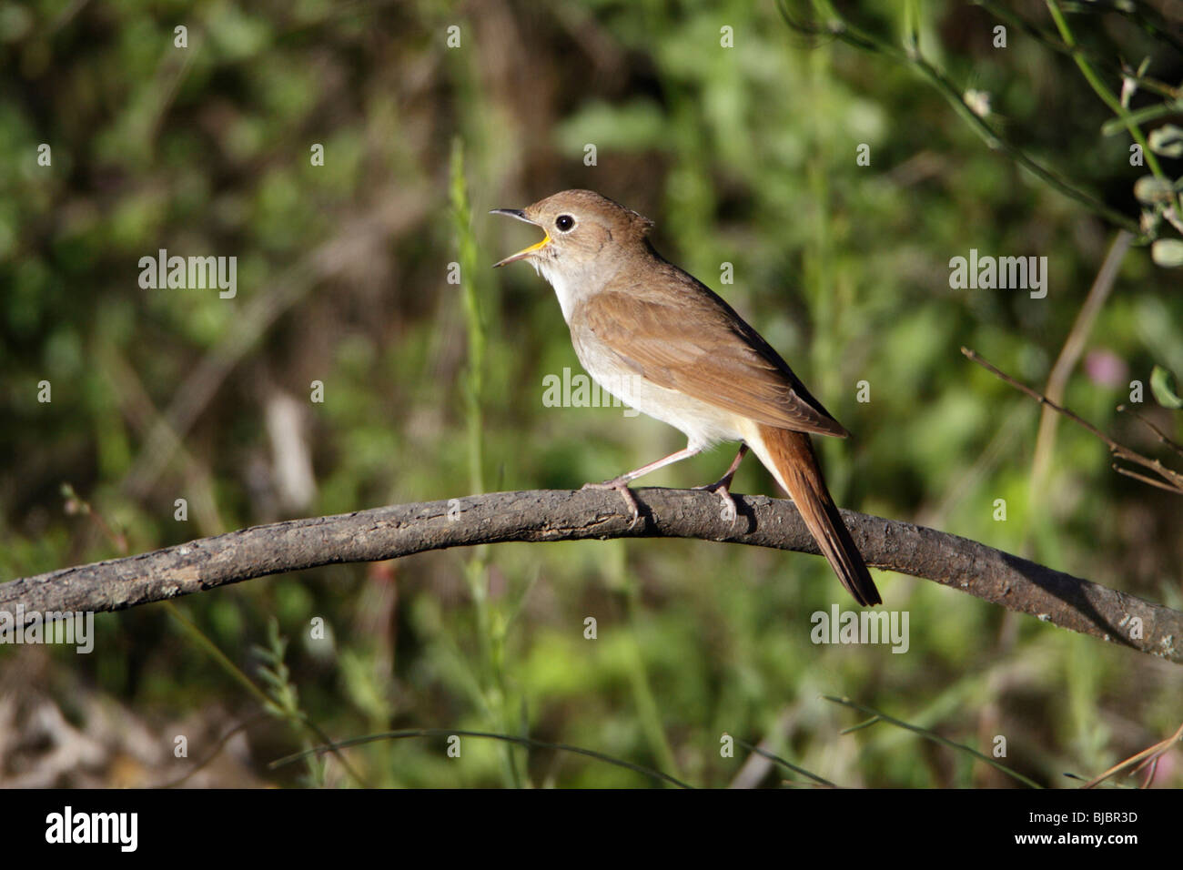 Singing nightingale hi-res stock photography and images - Alamy