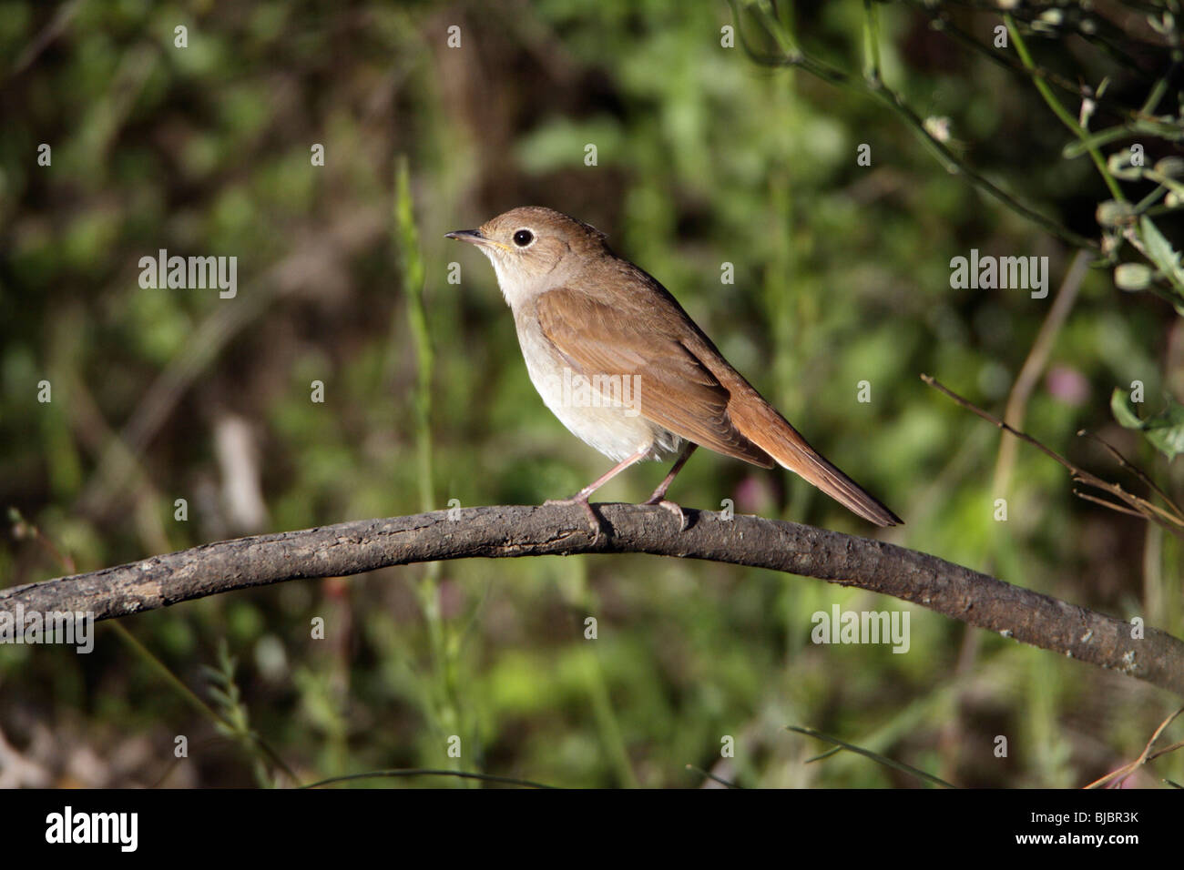 Indian Nightingale Bird