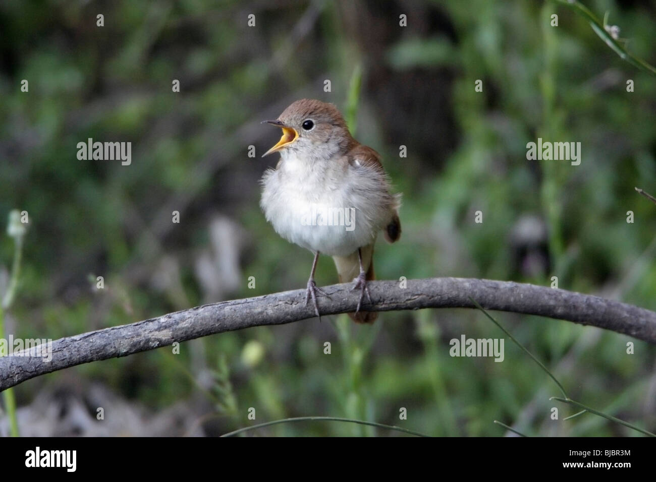 Nightingale singing hi-res stock photography and images - Alamy