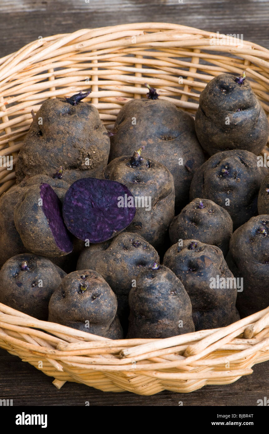 Vitelotte seed potatoes, blue skinned main crop heritage potato, in a ...
