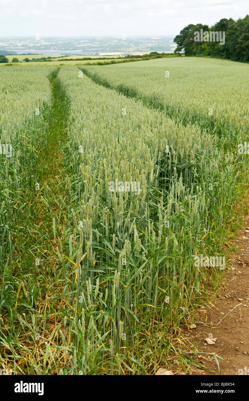 Farm tramlines uk hi-res stock photography and images - Alamy