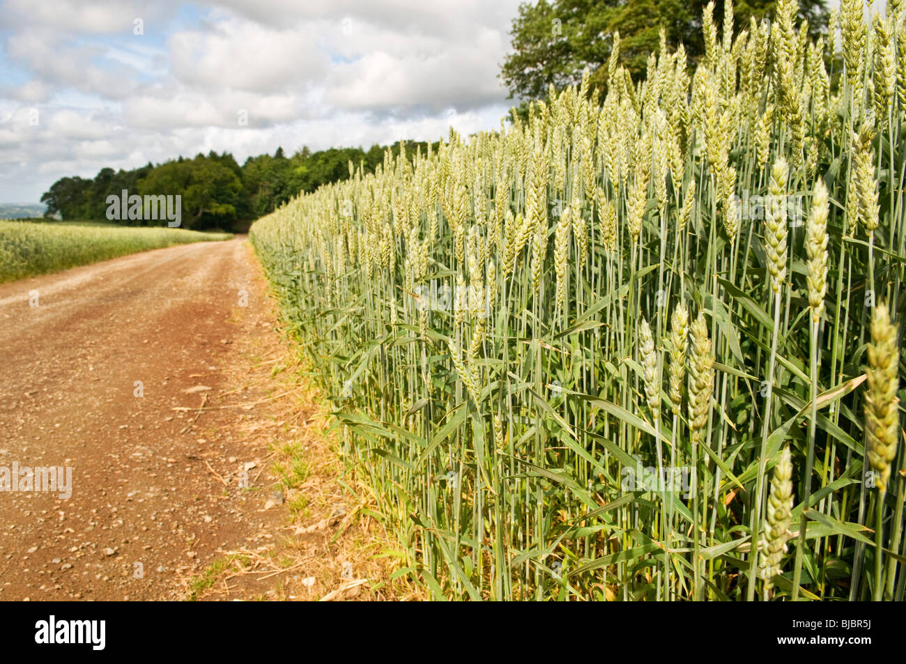 Uk farm crops hi-res stock photography and images - Alamy