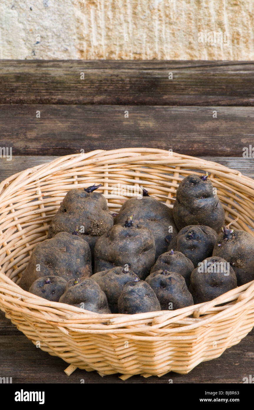 Vitelotte seed potatoes, blue skinned main crop heritage potato, in a ...