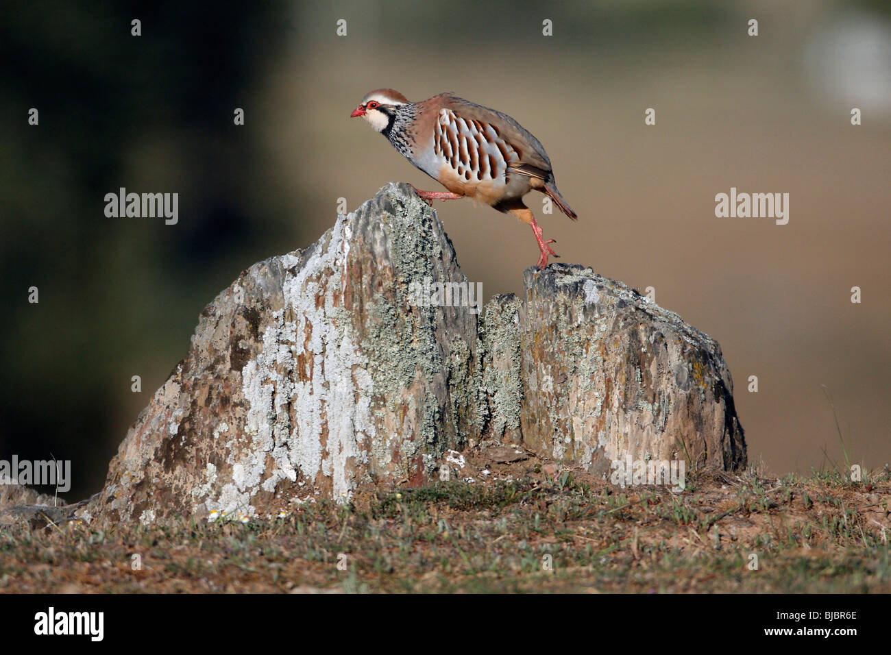 Male partridge hi-res stock photography and images - Alamy