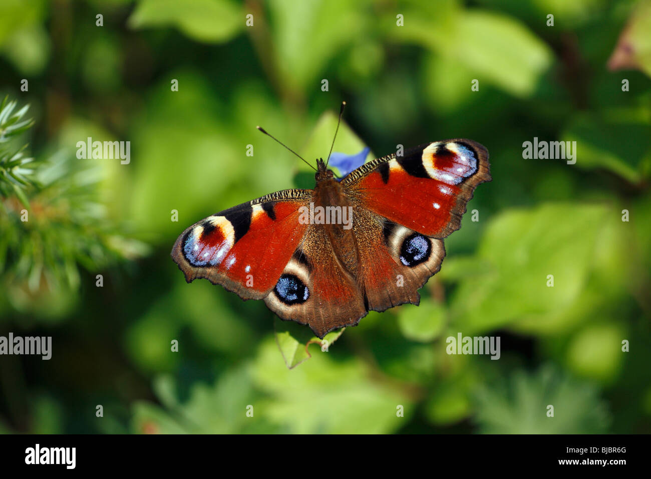 Peacock Butterfly (Inachis io) - resting on flower in garden Stock ...