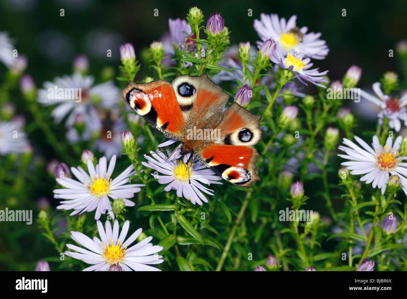 Aster flowers hi-res stock photography and images - Alamy