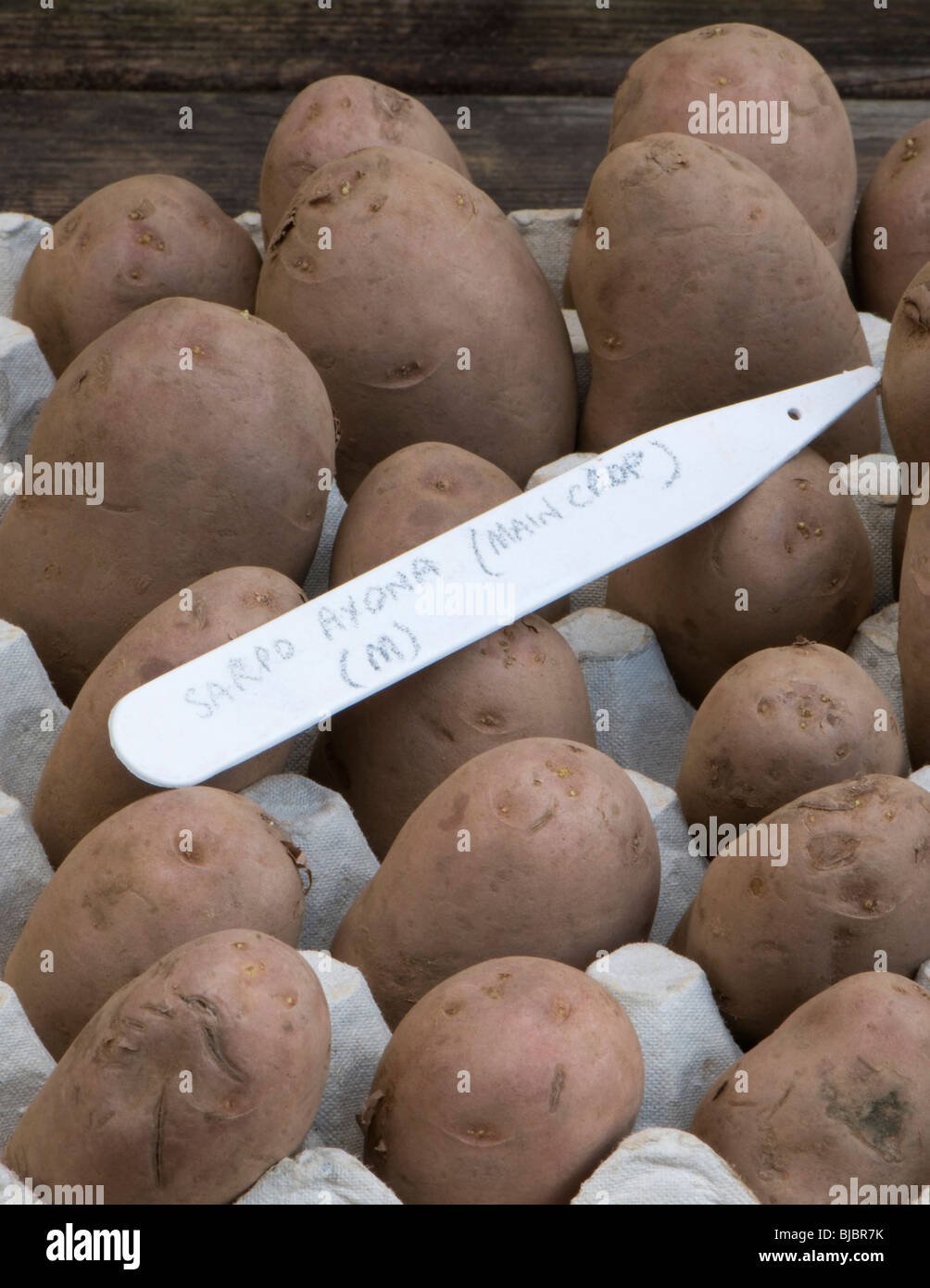 Sarpo Axona main crop seed potatoes in a cardboard egg box Stock Photo ...