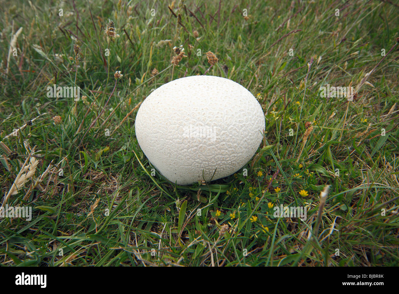 Giant Puff Ball (Langermannia gigantea), growing on pasture land ...