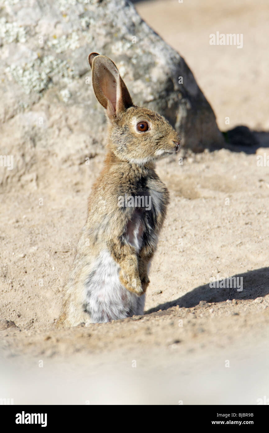 Wild Rabbit (Oryctolagus cuniculus), alert at burrow entrance, Alentejo ...