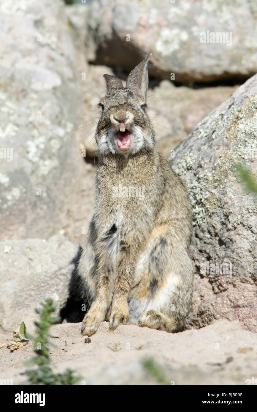 Rabbit yawning hi-res stock photography and images - Alamy