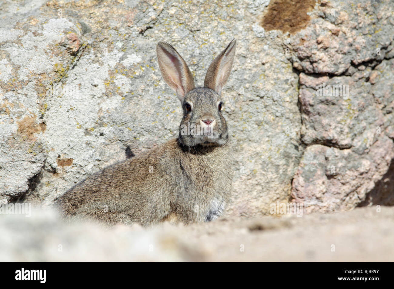 Amongst boulders hi-res stock photography and images - Alamy