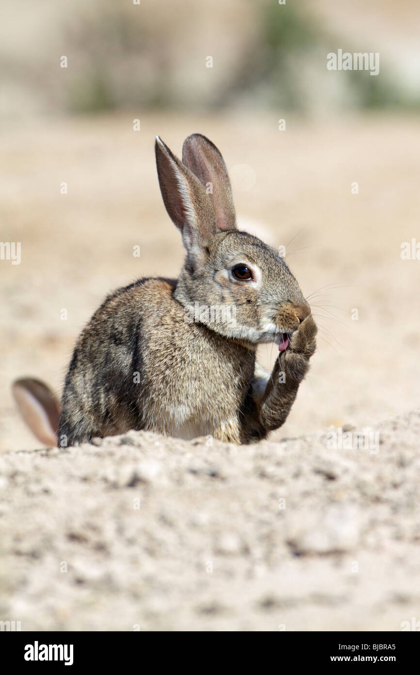 Wild Rabbit (Oryctolagus cuniculus), sitting licking its paw, Alentejo ...