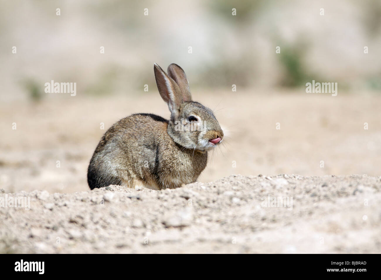 Wild Rabbit (Oryctolagus cuniculus), showing its tongue, Alentejo ...