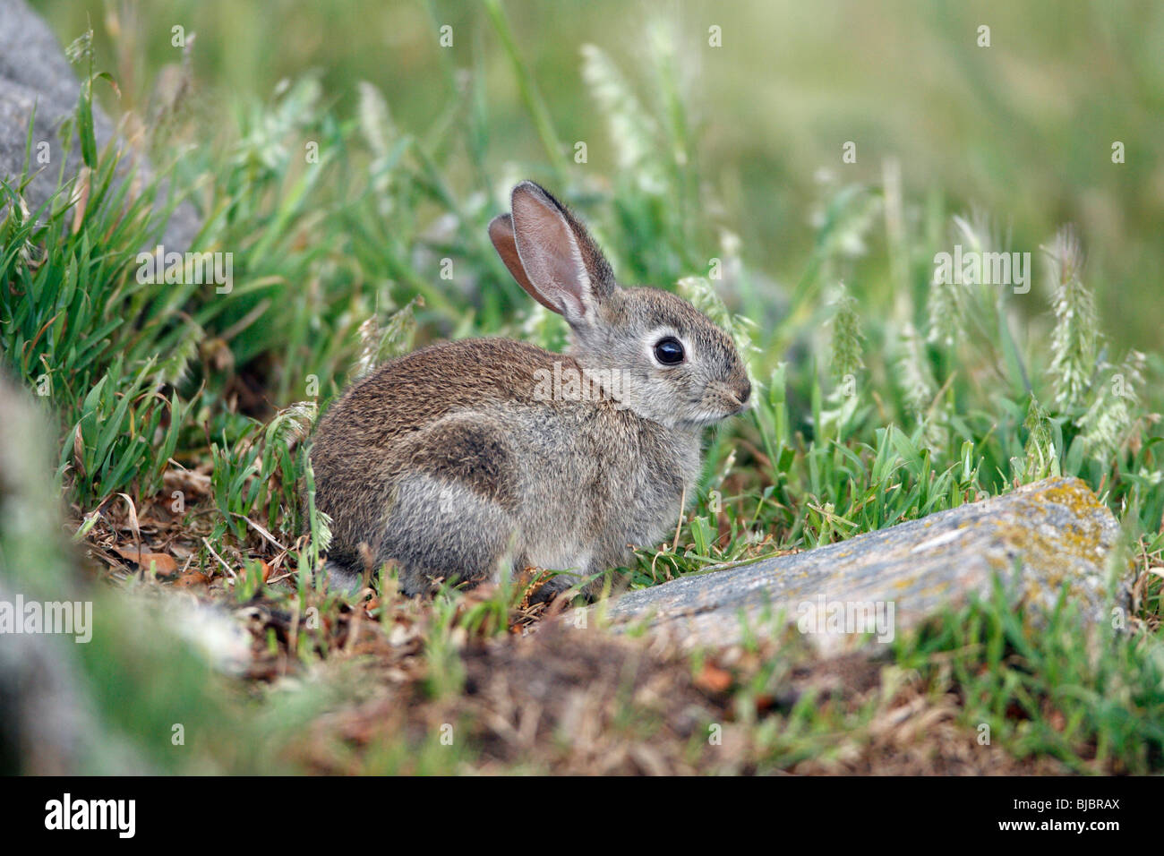Wild Rabbit (Oryctolagus cuniculus), young animal feeding, Alentejo ...