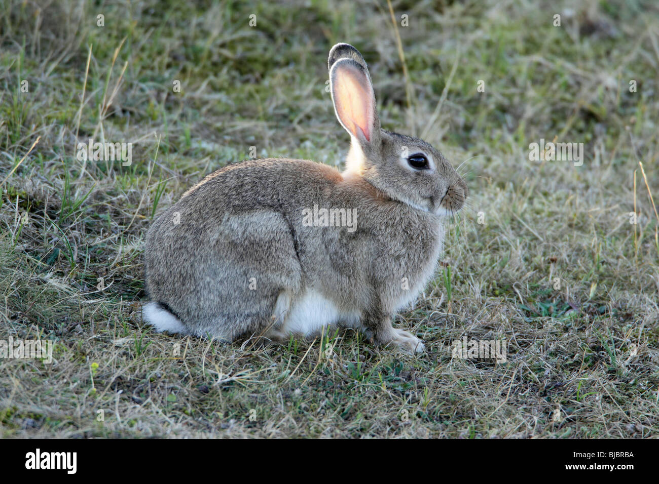 European Wild Rabbits High Resolution Stock Photography and Images - Alamy