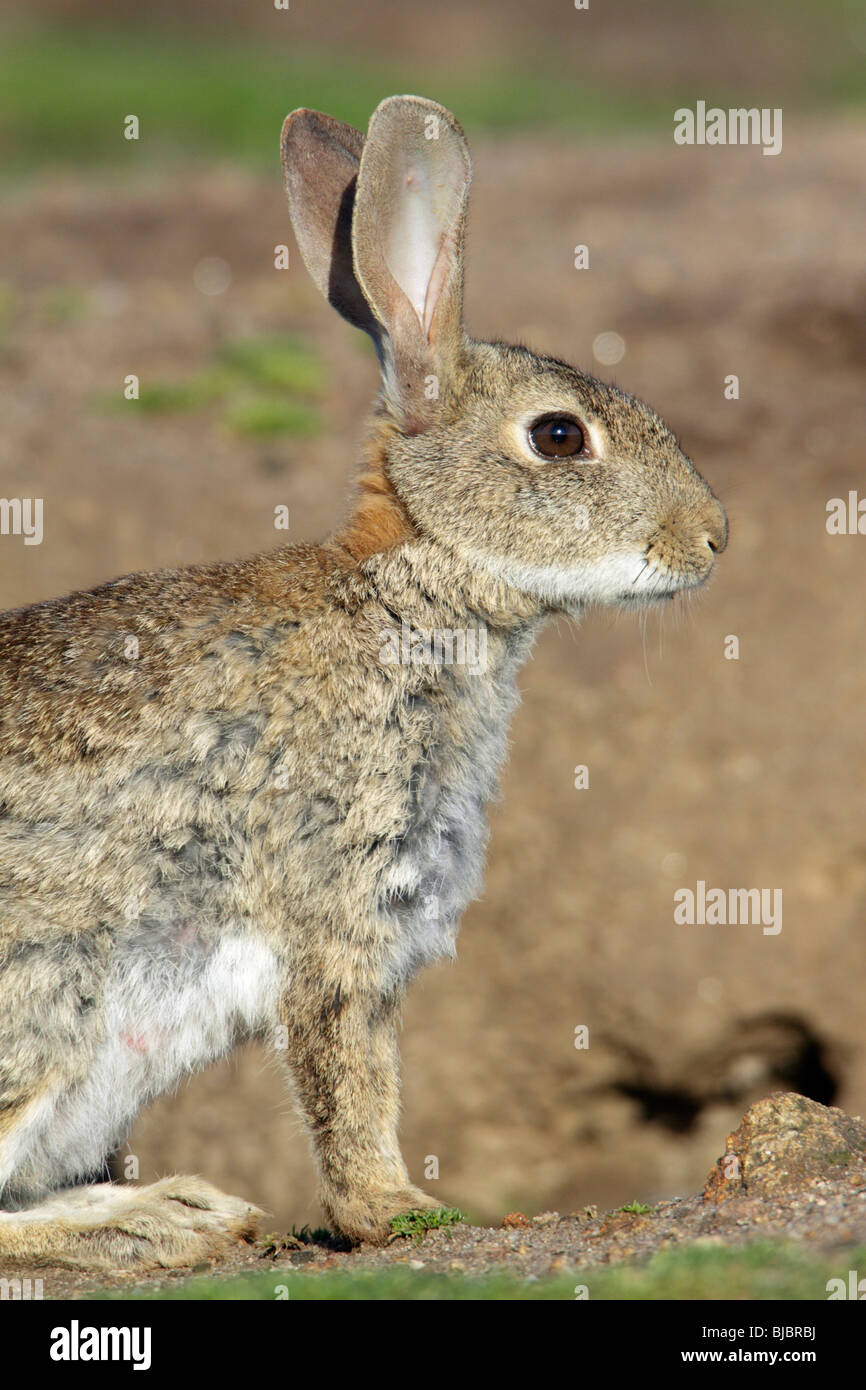 European wild rabbits hi-res stock photography and images - Alamy