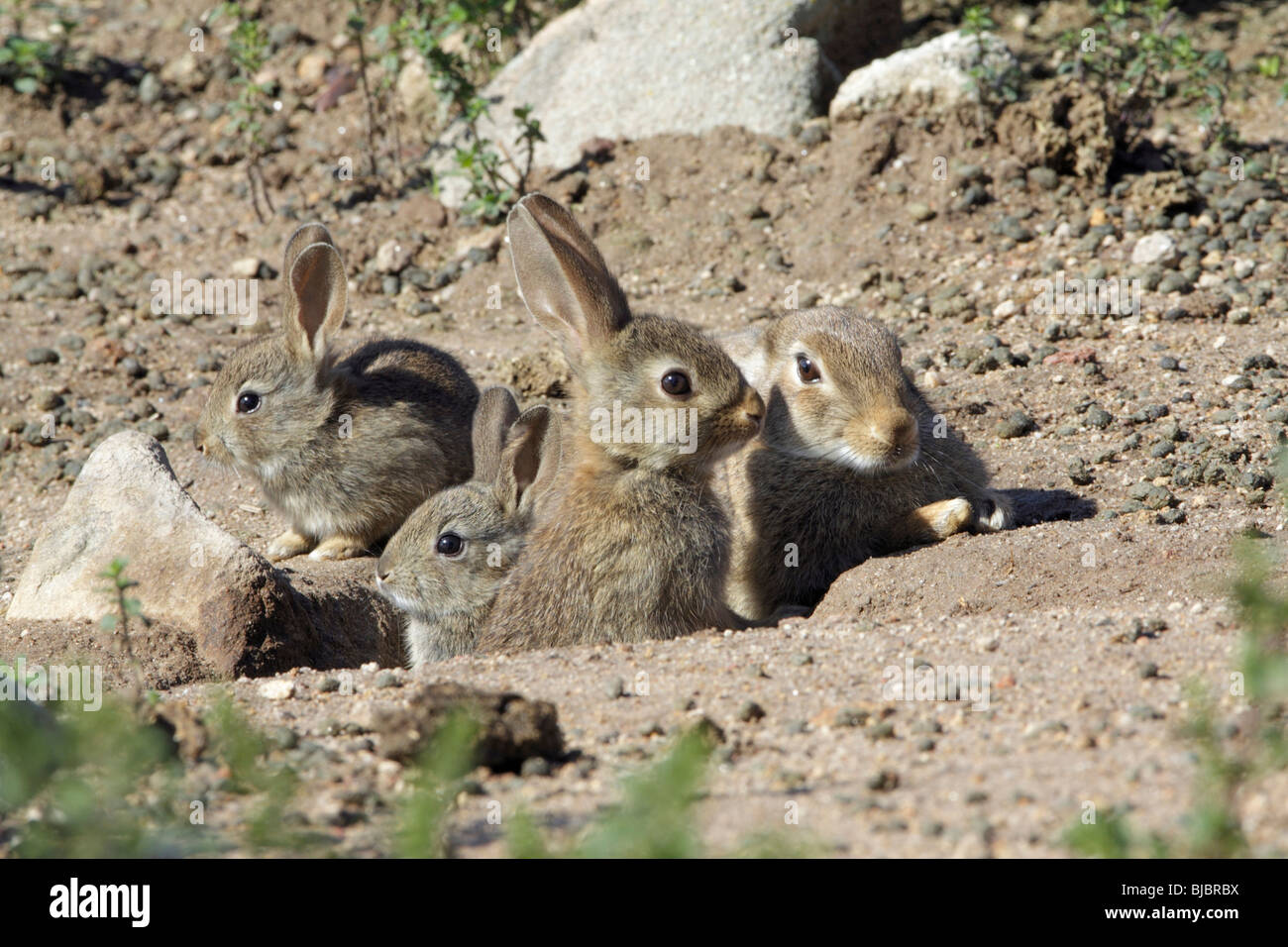 Baby burrow hi-res stock photography and images - Alamy