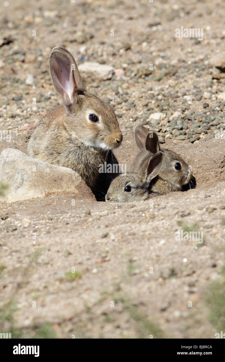 Baby wild rabbit hi-res stock photography and images - Alamy