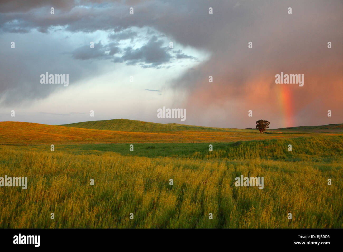 Cornfields hi-res stock photography and images - Alamy