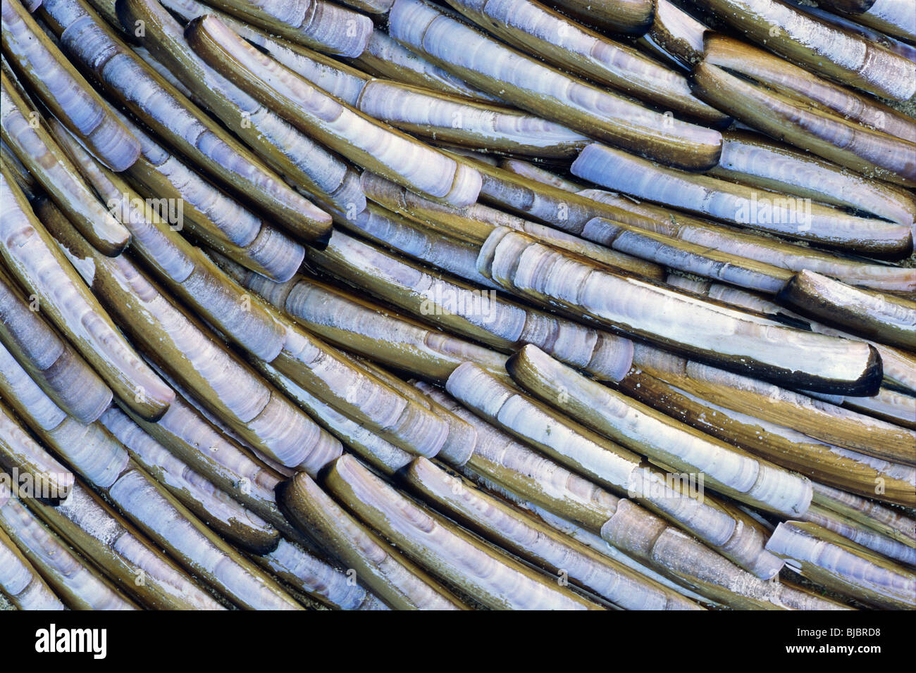 Ensis beach hi-res stock photography and images - Alamy