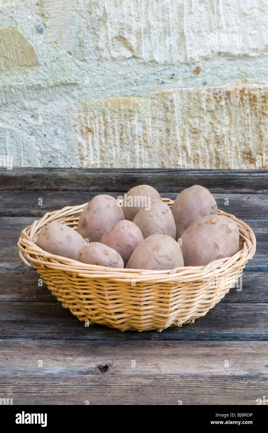 Sarpo Axona main crop seed potatoes in a basket Stock Photo - Alamy