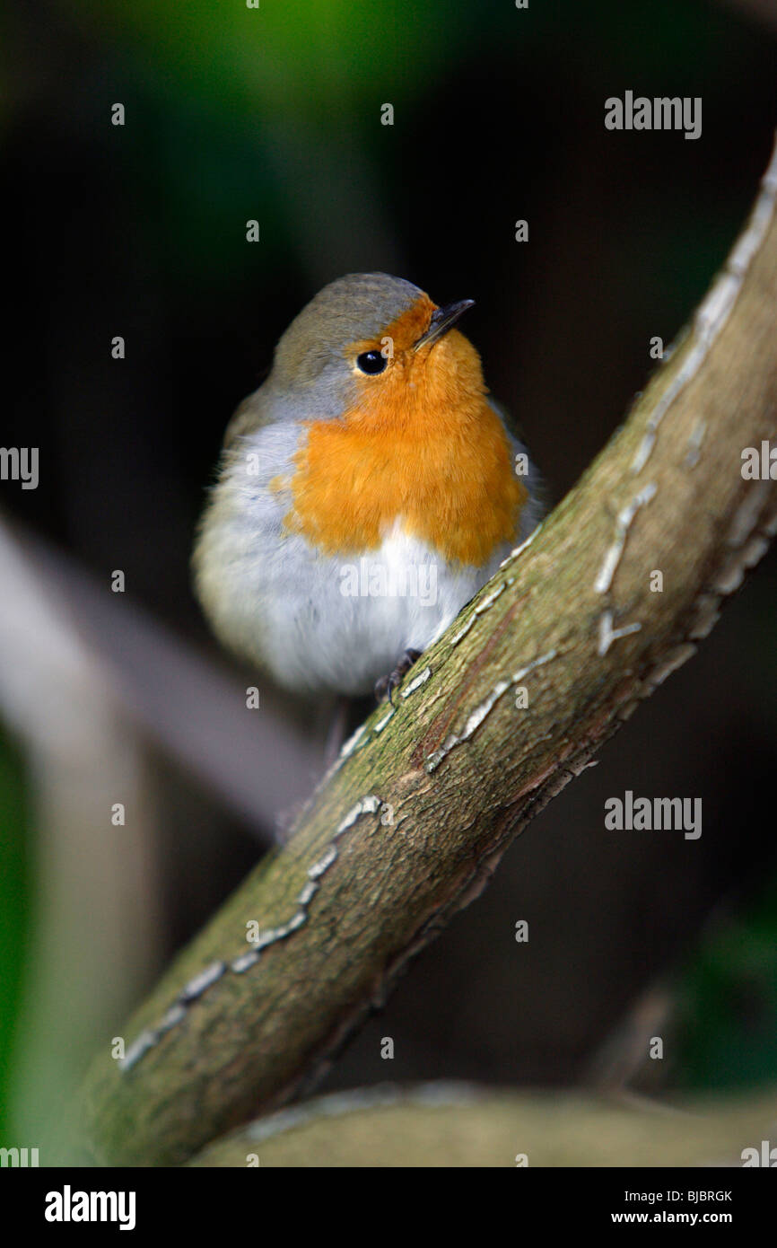 Bush robin hi-res stock photography and images - Alamy